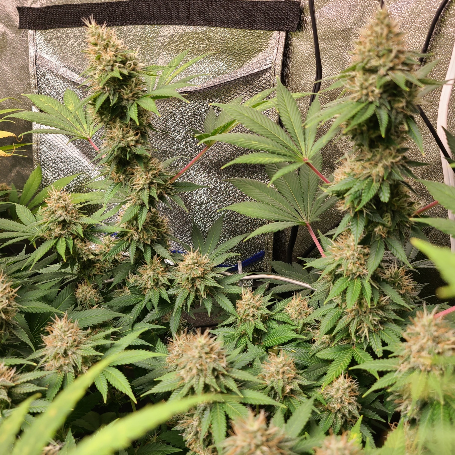 Gelato Seeds | Free Shipping | Expert Seed Bank