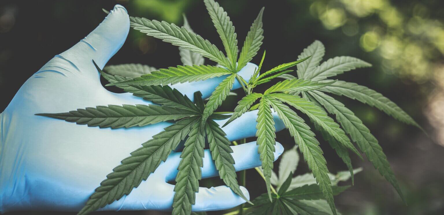 Topped Plant vs. Non-Topped Plant [Cannabis Topping Guide] - Expert ...