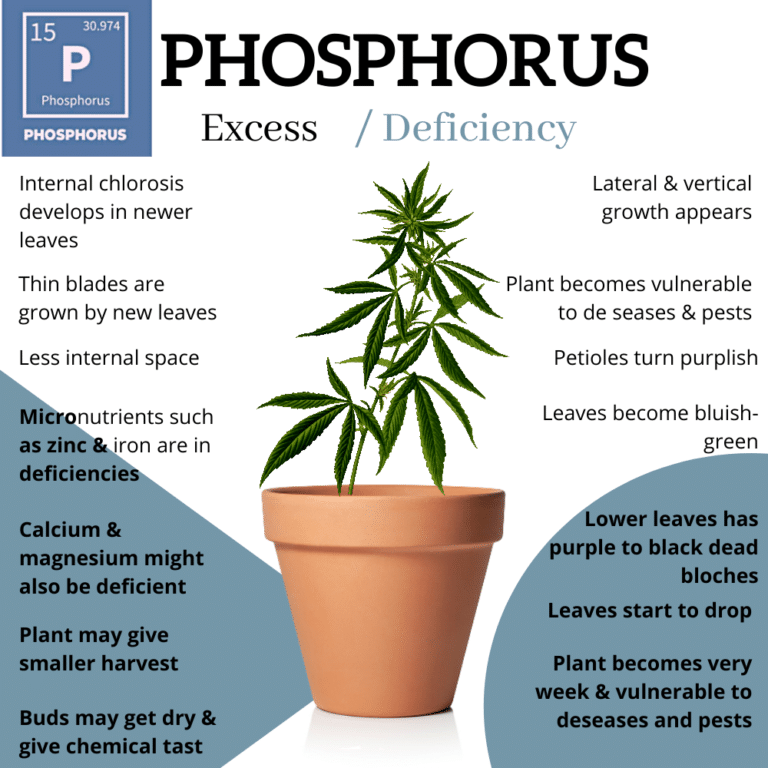 Cannabis deficiencies Guide [Leaves, Nutrients & Charts Explained ...