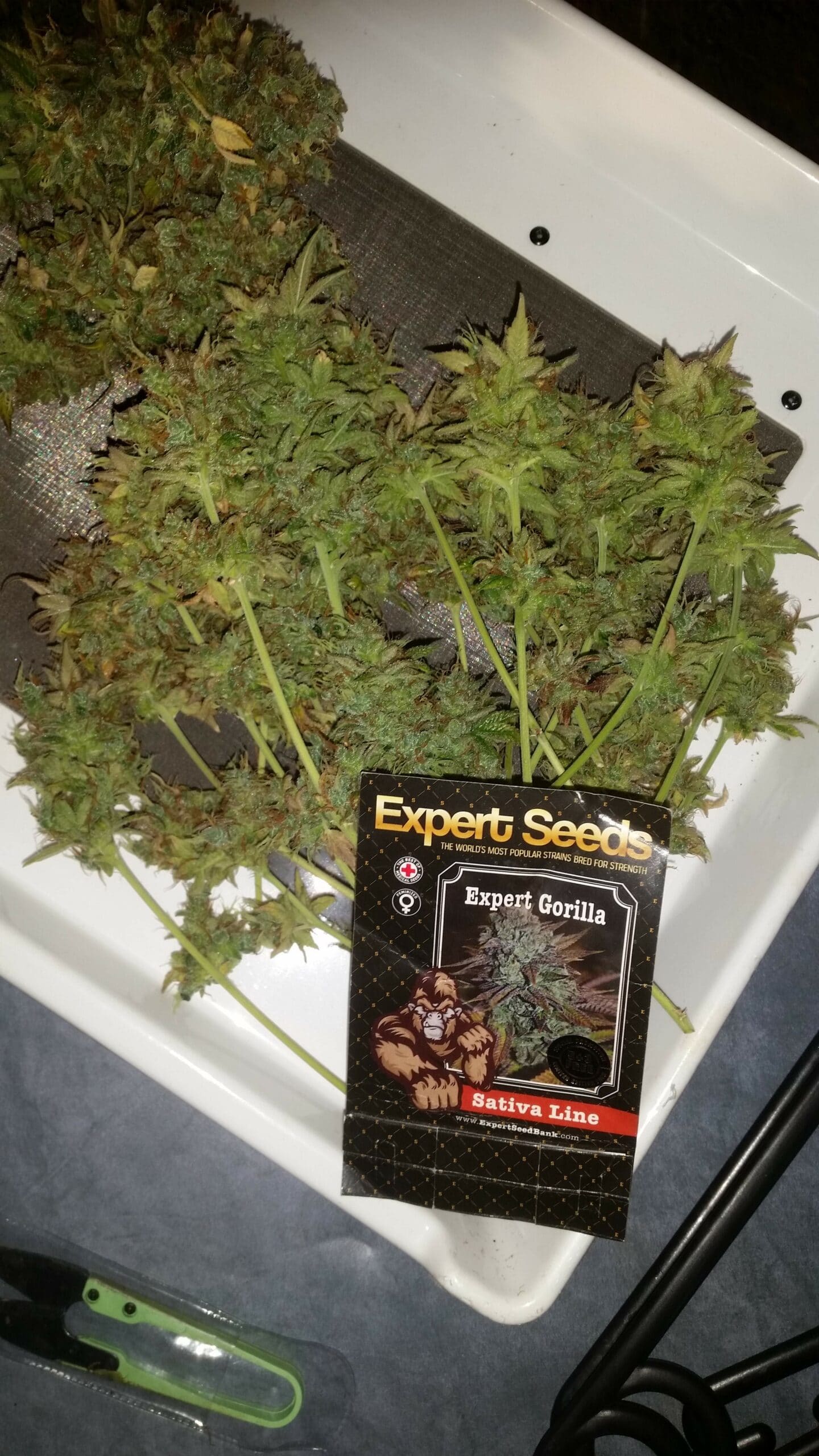 Original GG4 Seeds | Free Shipping | Expert Seed Bank