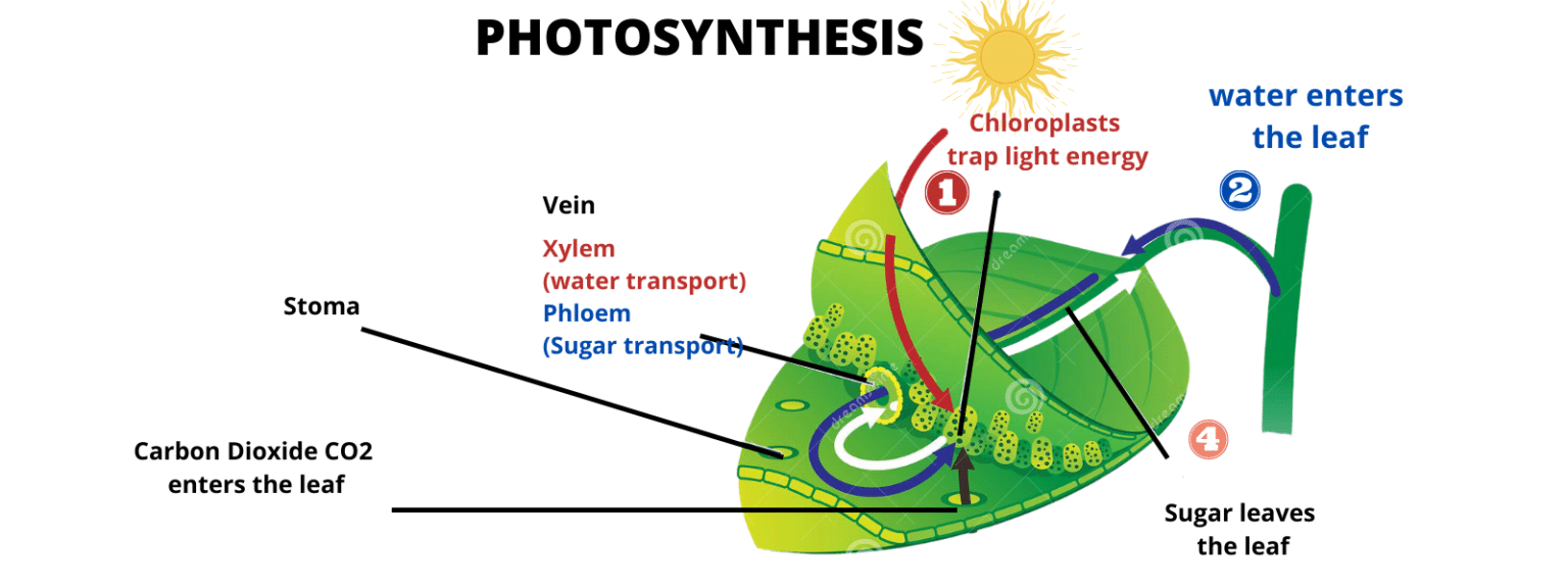 Magnesium Deficiency in Cannabis Plants – [How to Spot Weed Plant ...