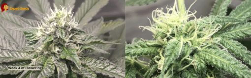 Flowering Stage Week by Week - Expert Seed Bank