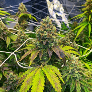 Irish Cream - Expert Seed Bank